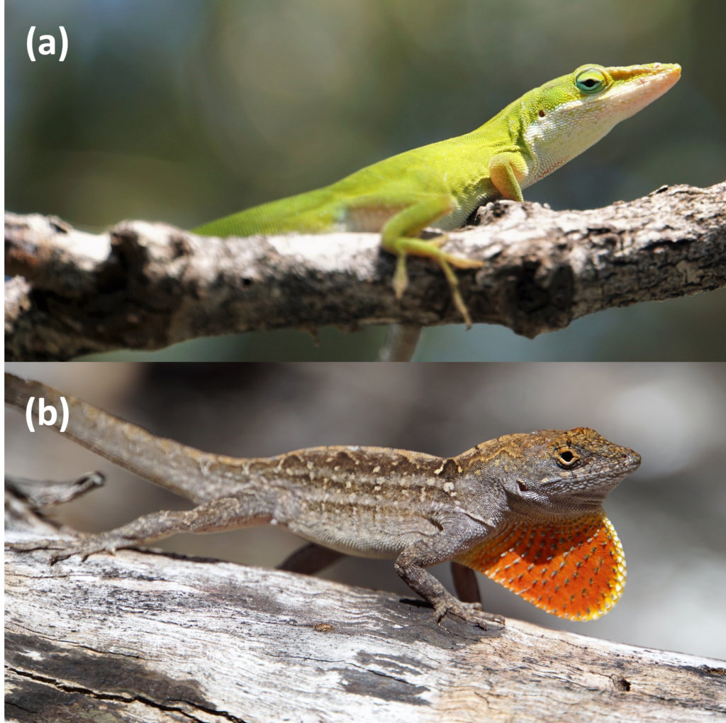 If You Thought that Brown Anoles Bully Green Anoles, You Were Right ...